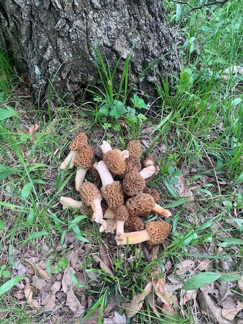 Morel Mushrooms Foraging Mossy Oak